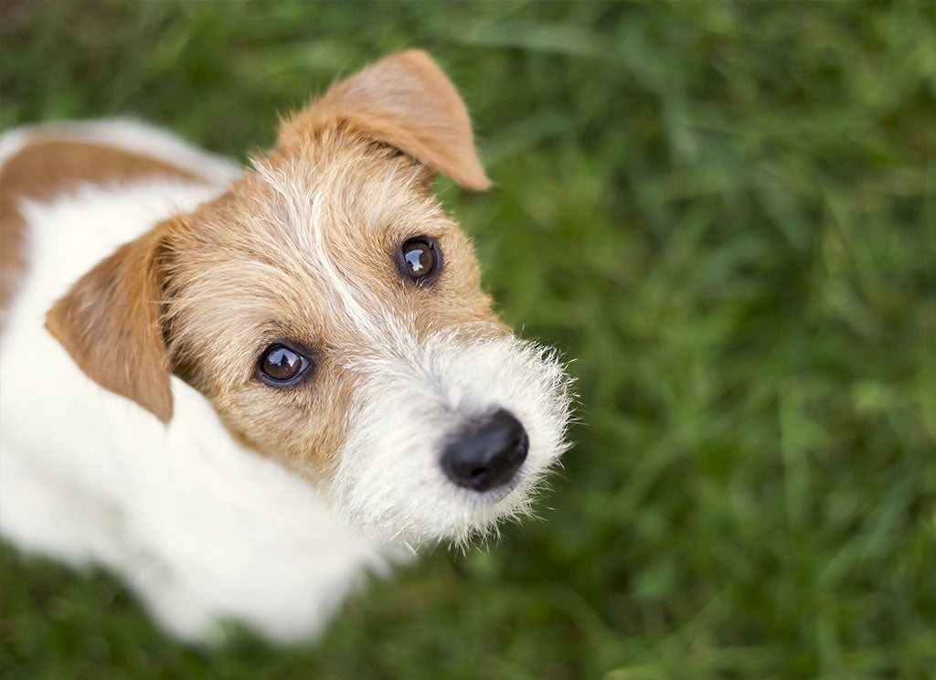 Five Ways To Use Skin Salvation On Your Dog – Balmonds